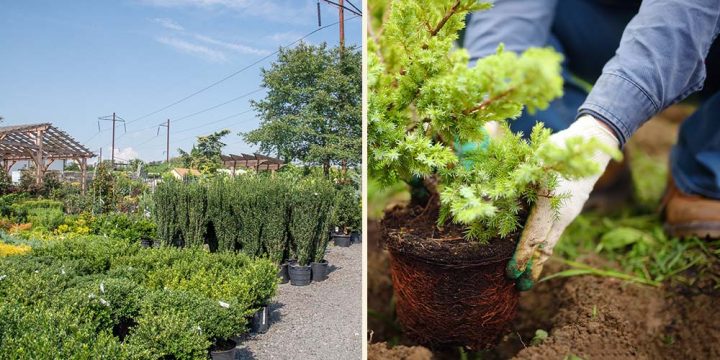 The Best Time for Planting Trees, Flowers, and Everything Else - Primex ...
