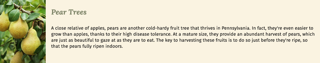 The Best Fruit Trees to Grow in Pennsylvania - Primex Garden Center