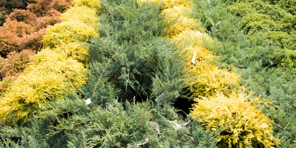 Native Shrubs for a Low-Maintenance Landscape - Glenside, PA