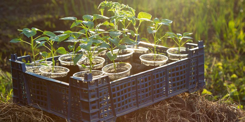 How to Transition Your Seedlings to the Great Outdoors - Glenside, PA