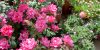 Popular Rose Varieties for Pennsylvania Gardens - Glenside, PA