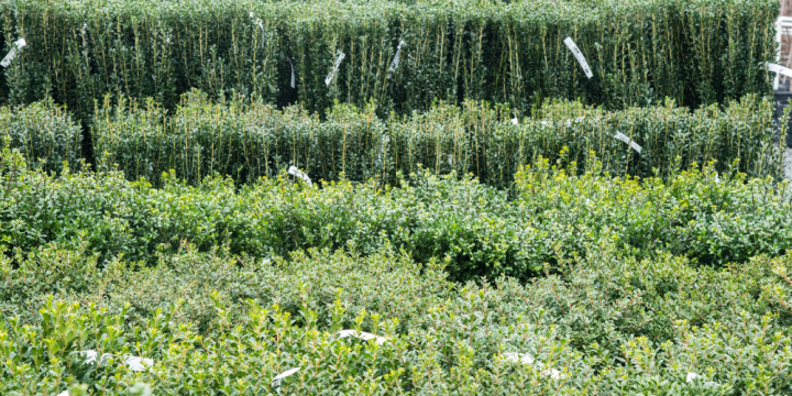 The Best Evergreens for Containers - Glenside, PA