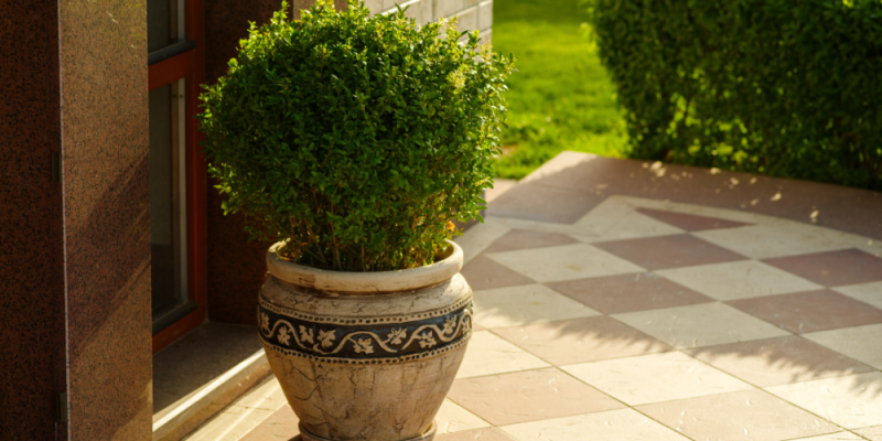 The Best Evergreens for Containers - Glenside, PA