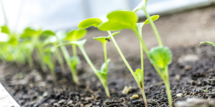 Spring Seed Starting Guide for Pennsylvania - Primex Garden Center | Blog