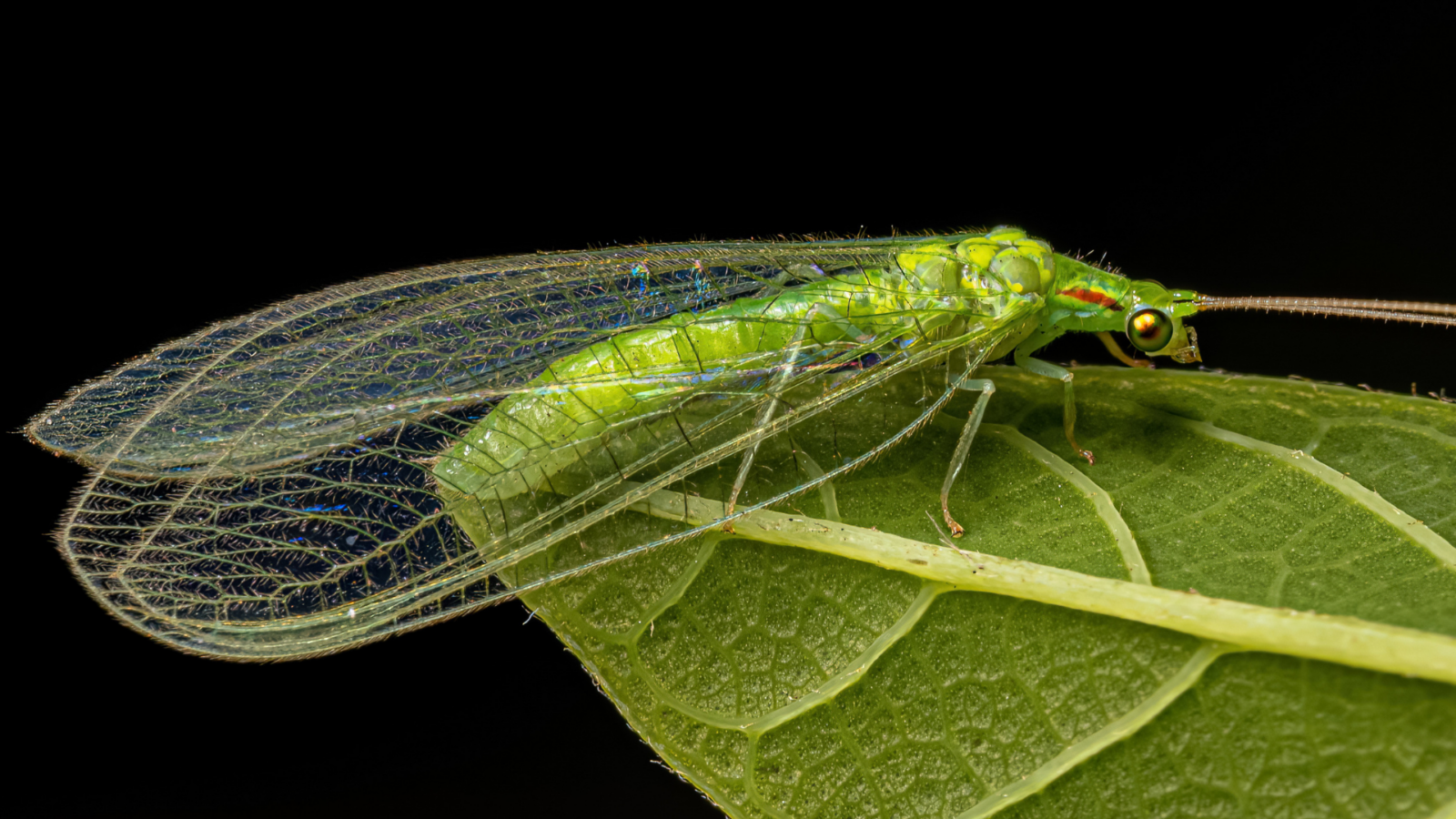 Attracting Beneficial Insects: Tips for a Thriving Garden - Primex ...