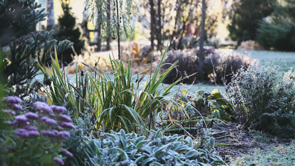 Best Winter Plants for Landscaping - Primex Garden Center - Best Winter ...