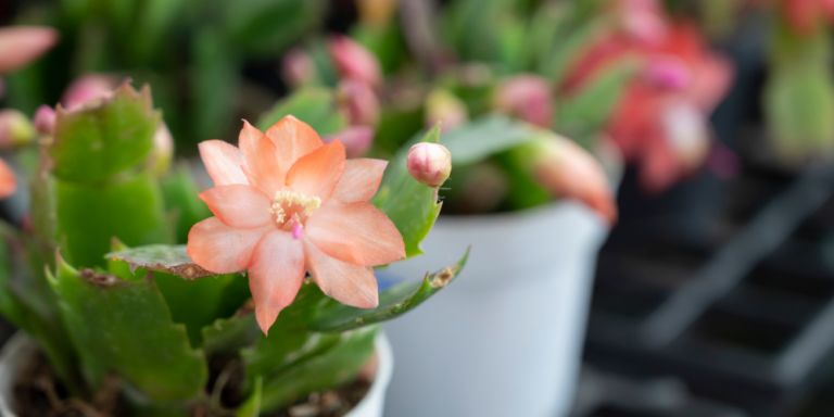 Christmas Cactus vs Thanksgiving Cactus: The Ultimate Guide to Holiday ...
