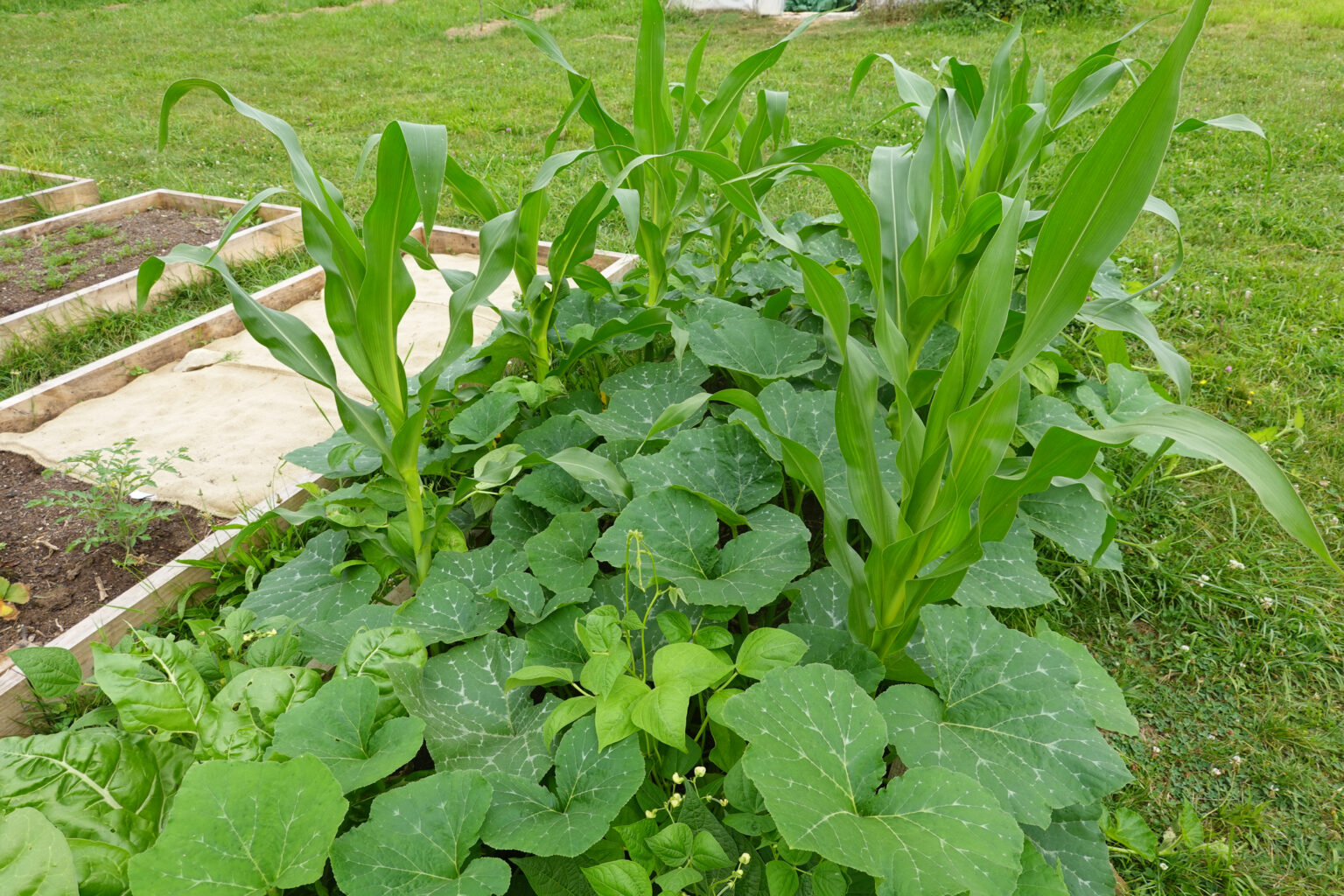 Companion Planting: Enhancing Garden Health and Yield Through Plant ...