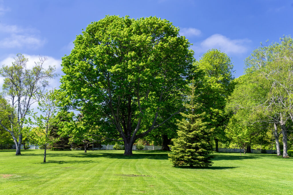 Care Instructions for Trees - Primex Garden Center