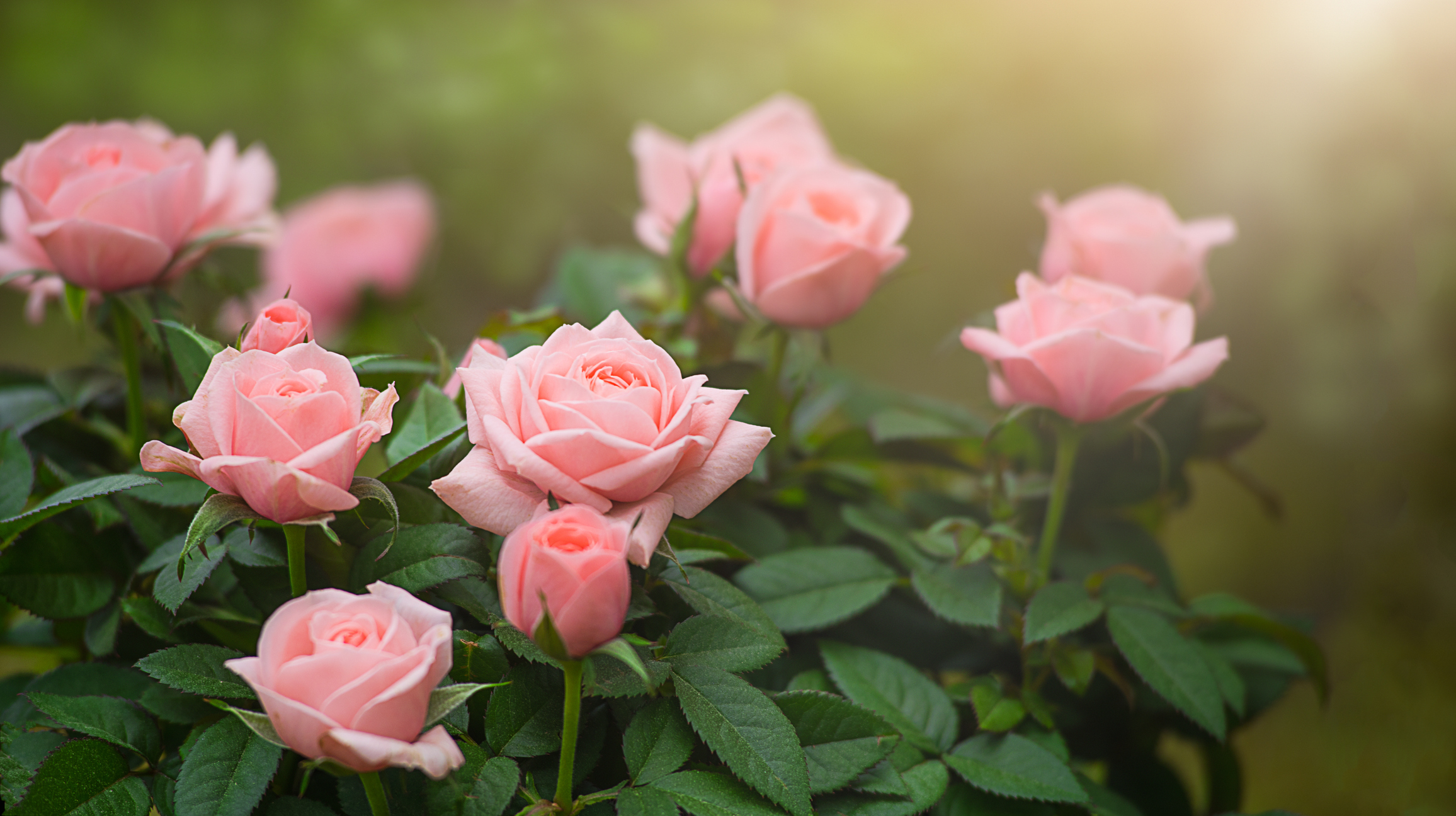 Essential Rose Care for Beautiful Blooms- Primex Garden Center