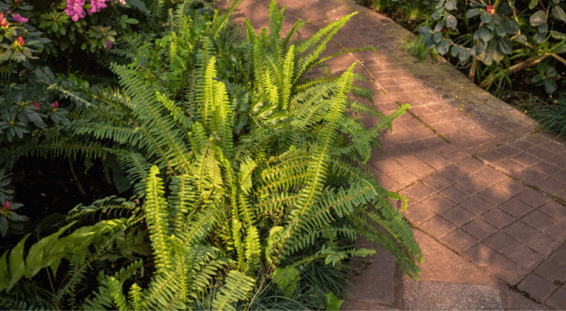 Cutting Back Outdoor Evergreen Ferns for the Season - Primex Garden ...
