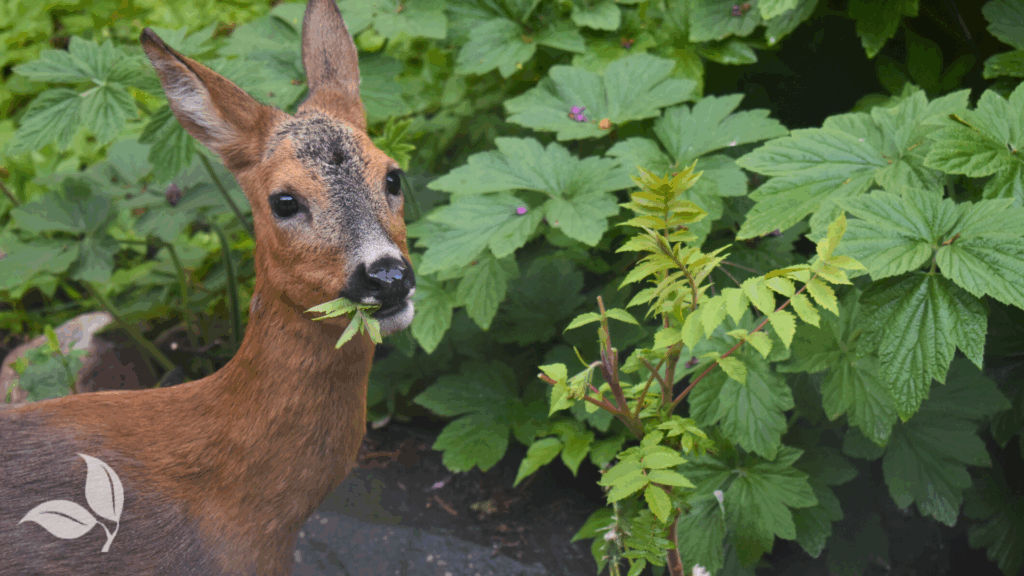 Wildlife in the Garden: Finding Harmony with Deer-Resistant Plants ...