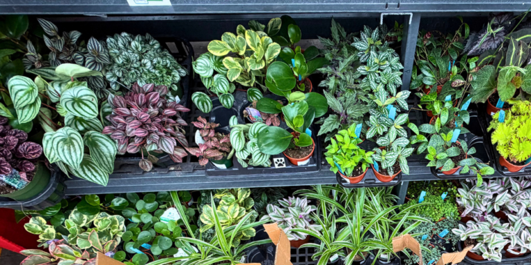 Stylish Ideas for Indoor Mini Gardens- Primex Garden Center | Blog