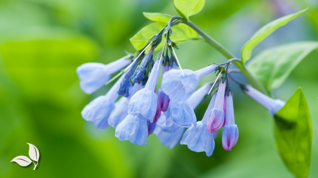 A Beginner’s Guide to Native Plant Gardening in Pennsylvania- Primex ...