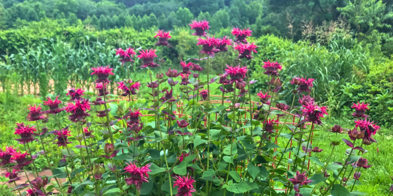 A Beginner’s Guide to Native Plant Gardening in Pennsylvania- Primex ...